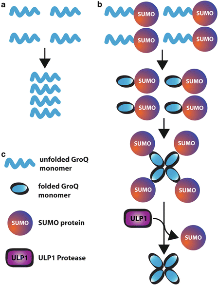 SUMO as a Solubility Tag and In Vivo Cleavage of SUMO Fusion Proteins ...