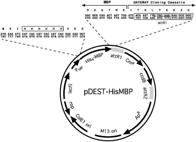 Rescuing Aggregation-Prone Proteins in Escherichia coli with a Dual ...