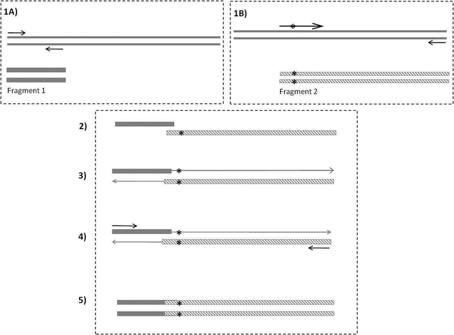 Site-Saturation Mutagenesis by Overlap Extension PCR | SpringerLink