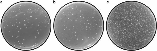 Ames Test (Bacterial Reverse Mutation Test): Why, When, and How to Use ...