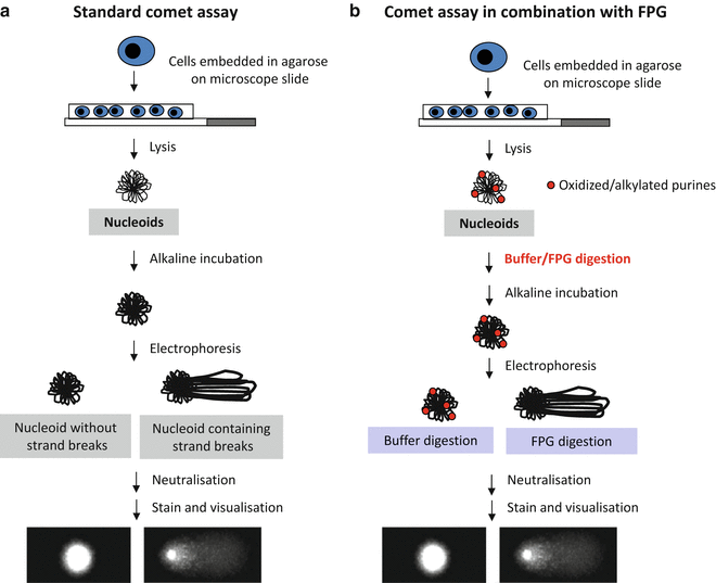 The Comet Assay: High Throughput Use of FPG | SpringerLink