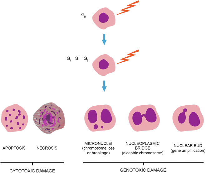 The In Vitro Micronucleus Assay and FISH Analysis | SpringerLink