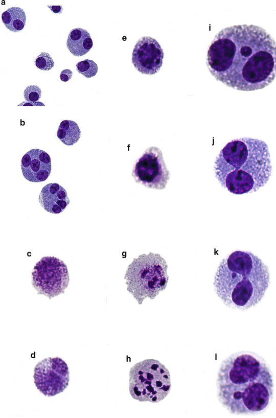 The In Vitro Micronucleus Assay and FISH Analysis | SpringerLink