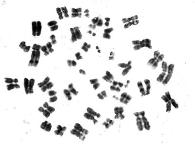 Chromosomal Aberration Test Utilities In Vitro and In Vivo | SpringerLink