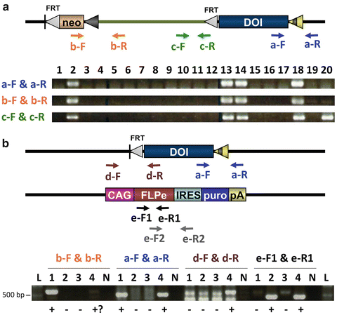 Development of Pronuclear Injection-Based Targeted Transgenesis in Mice ...