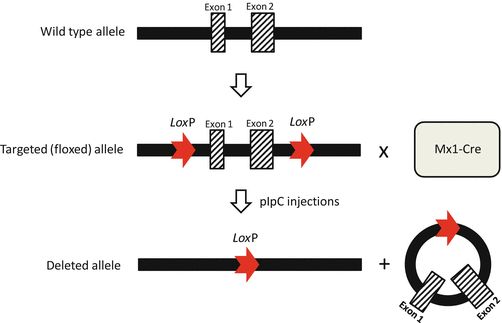 Analyzing Gene Function in Adult Long-Term Hematopoietic Stem Cells ...