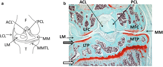 Experimental Osteoarthritis Models in Mice | SpringerLink