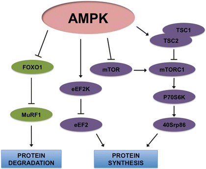 The Role of AMPK in the Control of Cardiac Hypertrophy | SpringerLink