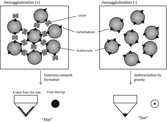 Hemagglutination (Inhibition) Assay | SpringerLink