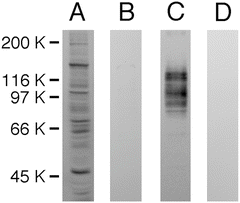 Lectin-Probed Western Blot Analysis | SpringerLink