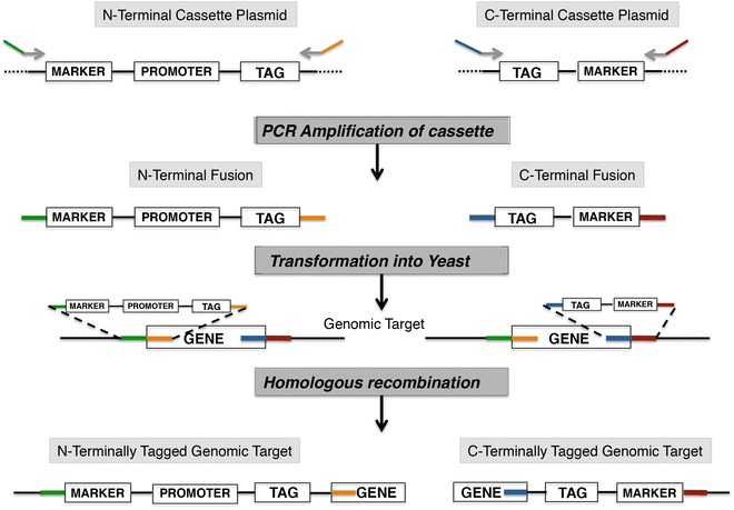 PCR-Mediated Epitope Tagging of Genes in Yeast | SpringerLink