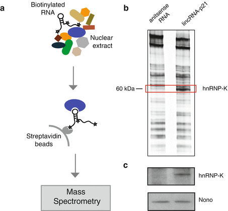 RNA Pulldown Protocol for In Vitro Detection and Identification of RNA ...