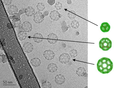 ISCOMs as a Vaccine Delivery System | SpringerLink