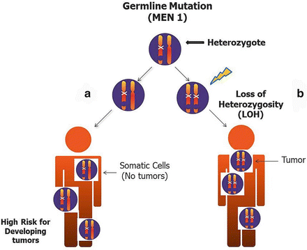 Multiple Endocrine Neoplasia (MEN) Syndromes | SpringerLink