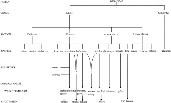 Abaca ( Musa textilis Nee) Breeding in the Philippines | SpringerLink