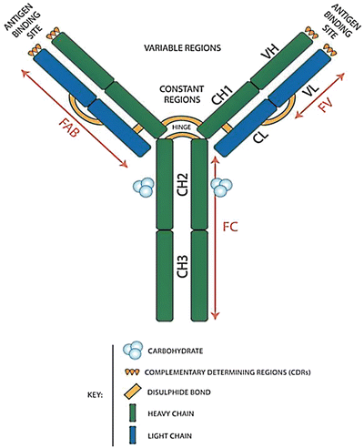 Rabbit Monoclonal Antibodies | SpringerLink