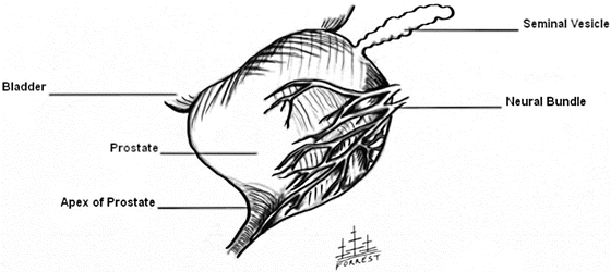 Essentials of the Human Prostate | SpringerLink