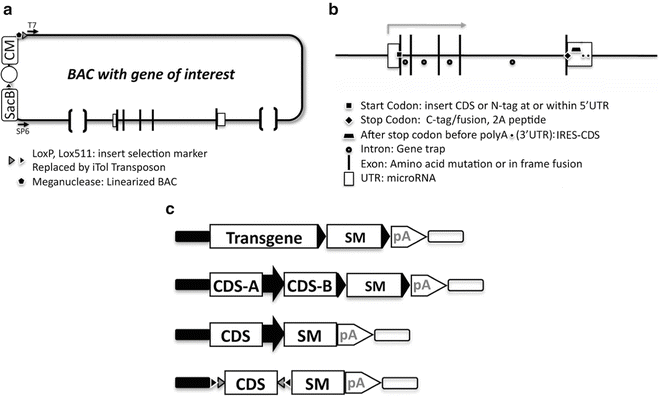 Making BAC Transgene Constructs with Lambda-Red Recombineering System ...
