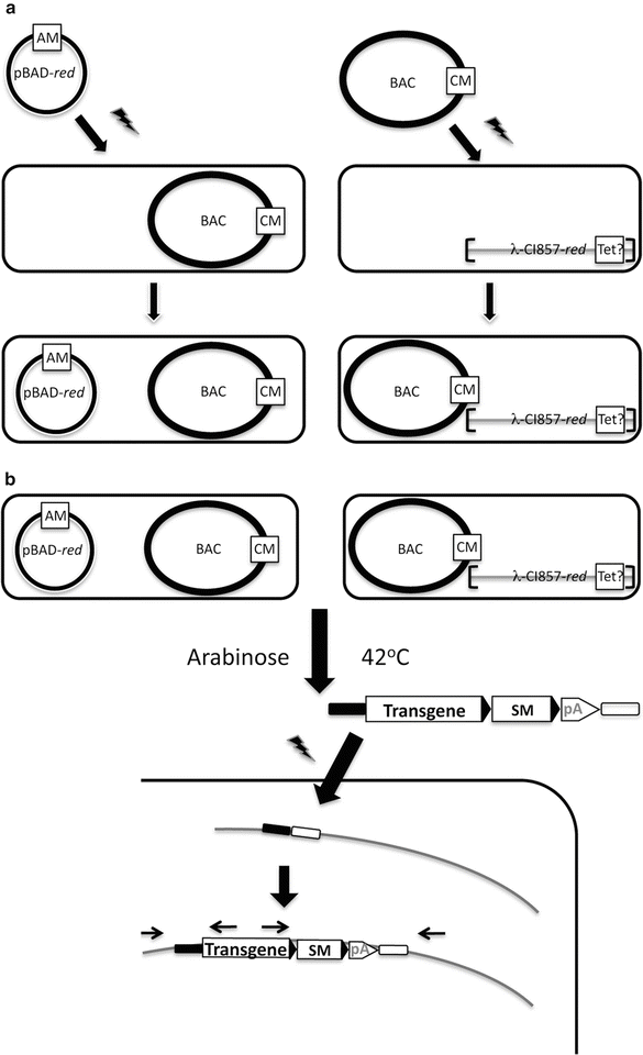 Making BAC Transgene Constructs with Lambda-Red Recombineering System ...