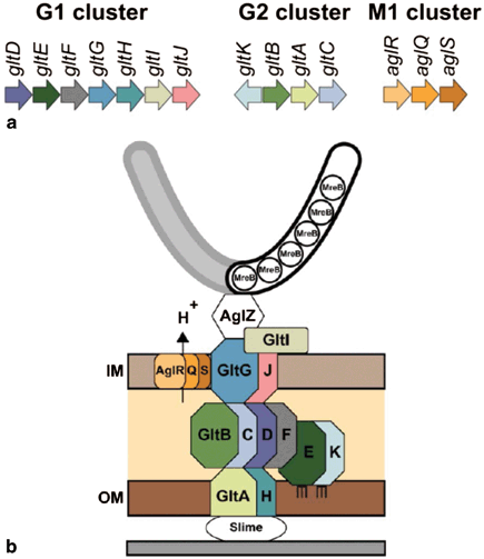 The Mechanism of Bacterial Gliding Motility: Insights from Molecular ...