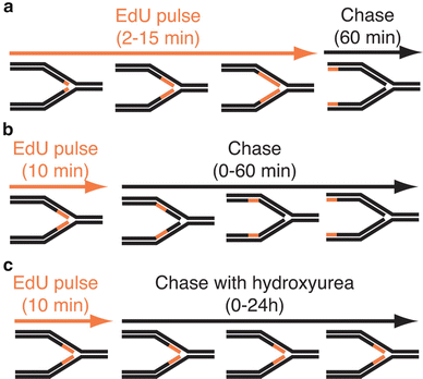 Purification of Proteins on Newly Synthesized DNA Using iPOND ...