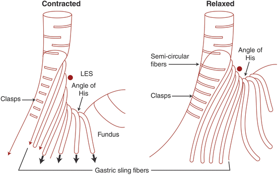 Surgical Anatomy of the Esophageal Hiatus | SpringerLink