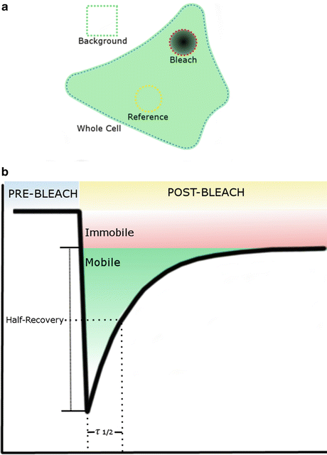 Fluorescence Recovery After Photobleaching (FRAP): Acquisition ...