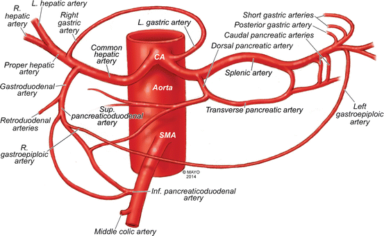 Normal and Variant Mesenteric Anatomy | SpringerLink