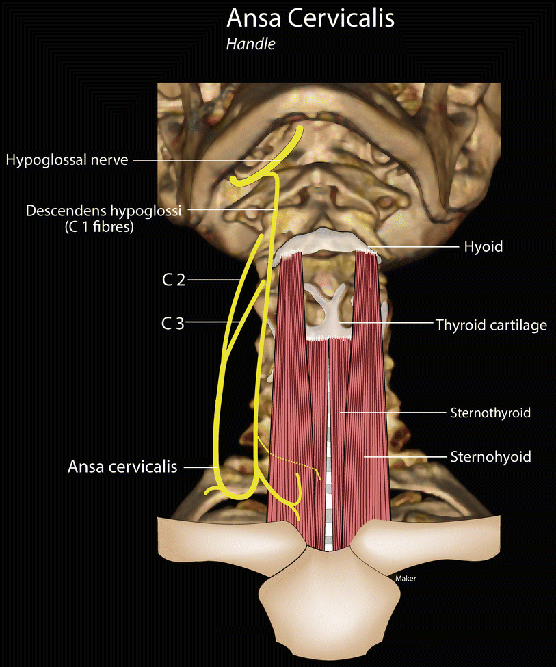 The Neck | SpringerLink
