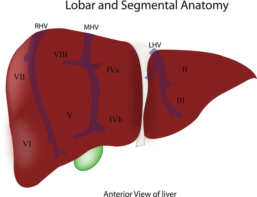 Liver | SpringerLink