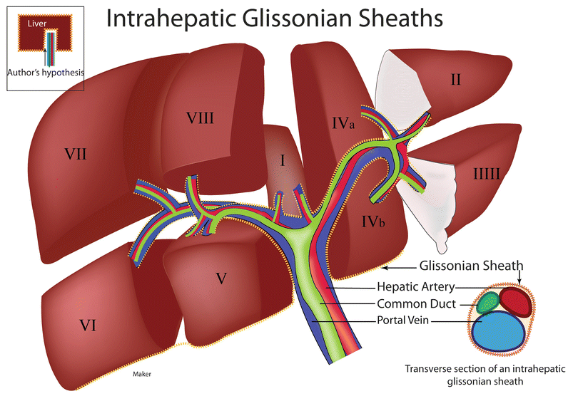 Liver | SpringerLink