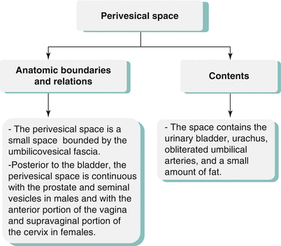 The Extraperitoneal Spaces | SpringerLink