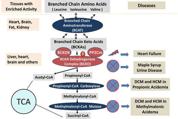 Branched Chain Amino Acids in Heart Failure | SpringerLink