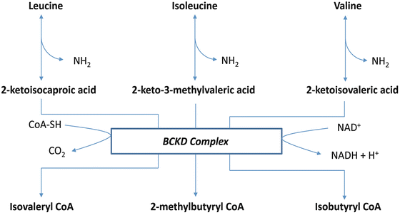 Branched Chain Amino Acids and Maple Syrup Urine Disease | SpringerLink