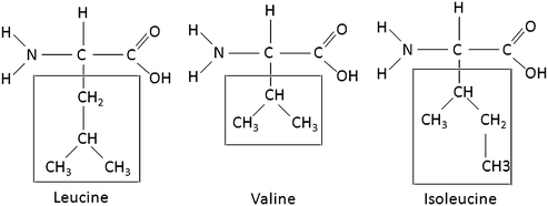Metabolism of BCAAs | SpringerLink