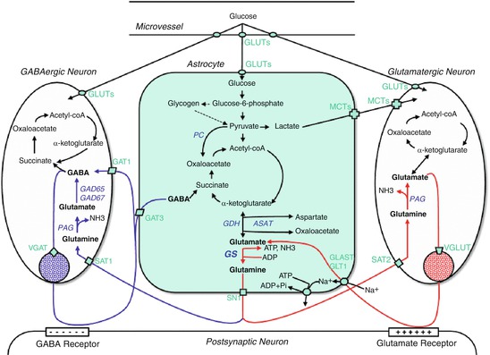Glutamine and Epilepsy | SpringerLink
