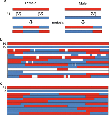 Skim-Based Genotyping by Sequencing | SpringerLink