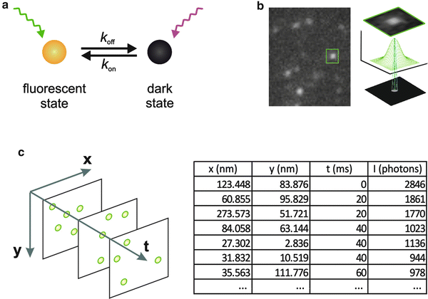 Direct Stochastic Optical Reconstruction Microscopy ( dSTORM ...