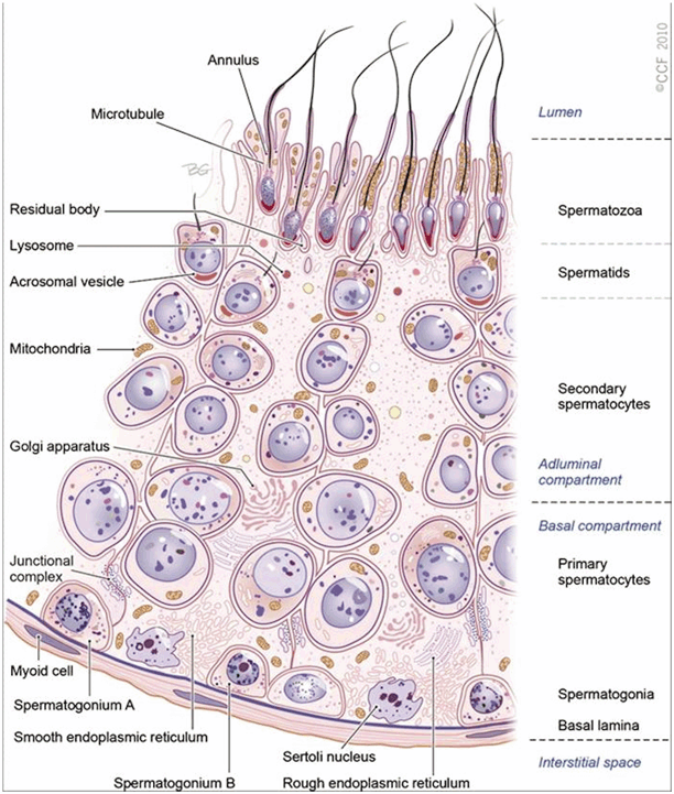 Sperm Biology from Production to Ejaculation | SpringerLink