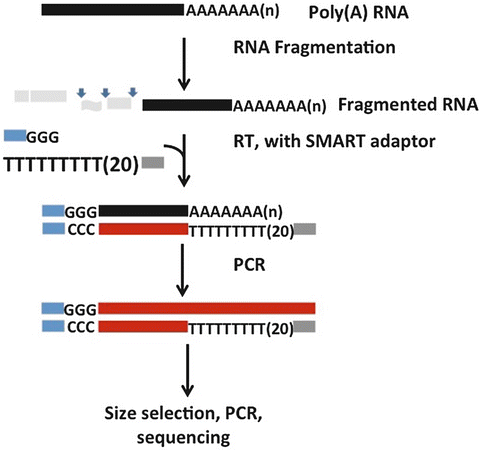 DNA/RNA Hybrid Primer Mediated Poly(A) Tag Library Construction for ...