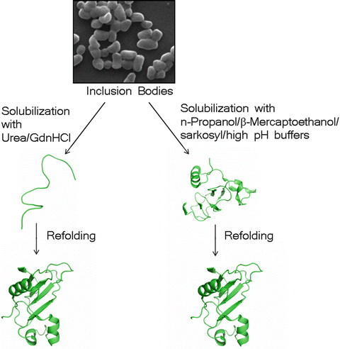 Solubilization and Refolding of Inclusion Body Proteins | SpringerLink