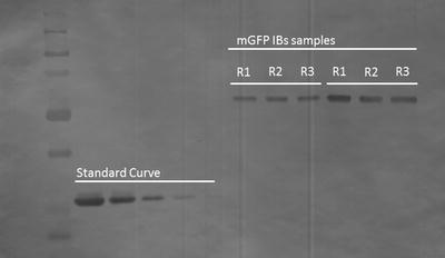 Bacterial Inclusion Body Purification | SpringerLink