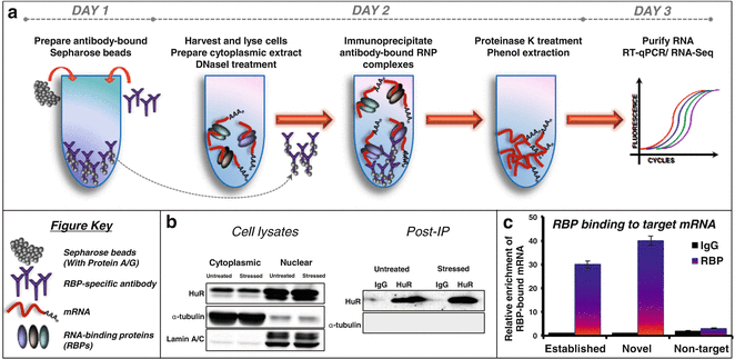 Studying RNA-Binding Protein Interactions with Target mRNAs in Eukaryotic Cells: Native ...