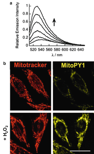 Imaging Mitochondrial Hydrogen Peroxide in Living Cells | SpringerLink
