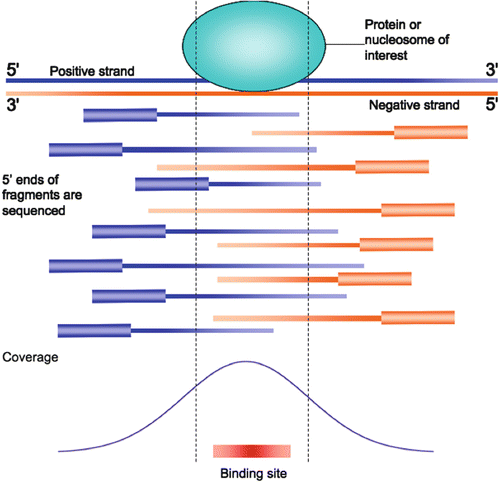 RIP-Seq Data Analysis to Determine RNA–Protein Associations | SpringerLink