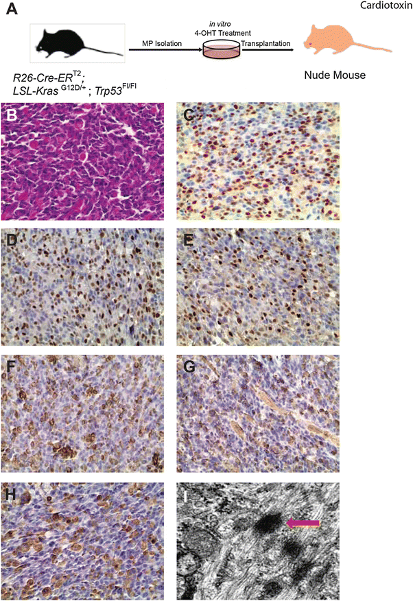 Methods to Generate Genetically Engineered Mouse Models of Soft Tissue ...