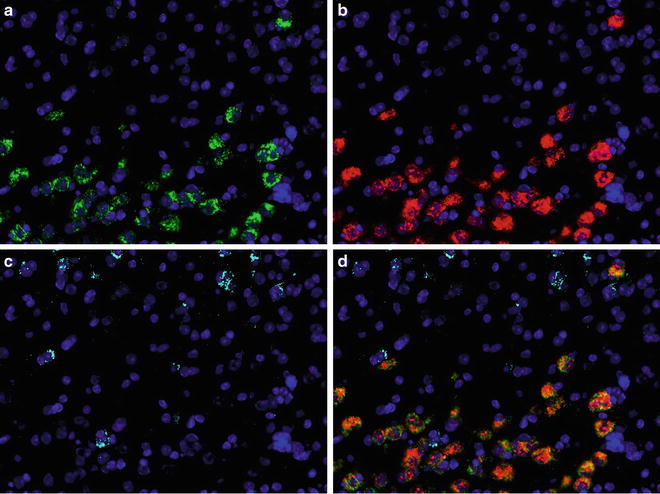 Multiplex Fluorescent RNA In Situ Hybridization Via RNAscope | SpringerLink