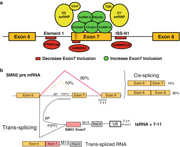 Gene Therapy in Spinal Muscular Atrophy (SMA) Models Using ...