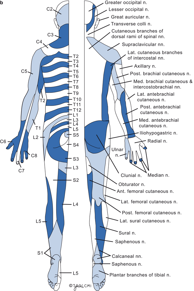Neurologic Examination | SpringerLink