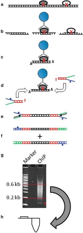 ChIP-Seq for Genome-Scale Analysis of Bacterial DNA-Binding Proteins ...